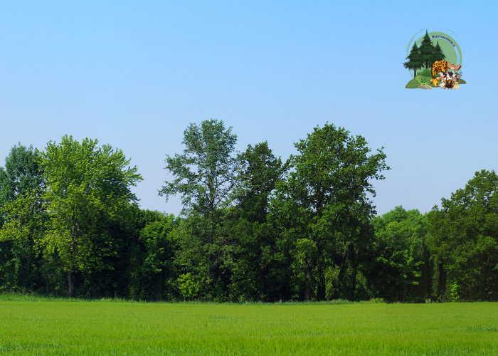 Tutti i tipi di alberi che crescono nel mondo - naturaeanimali.it